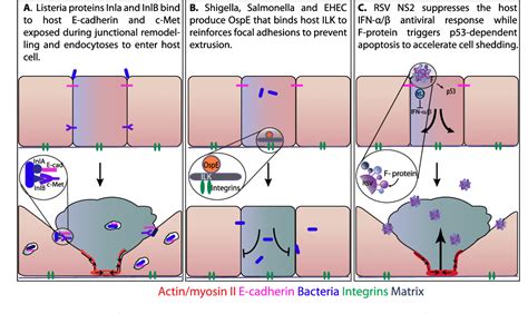 Figure 1 From Epithelial Cell Extrusion Pathways And Pathologies