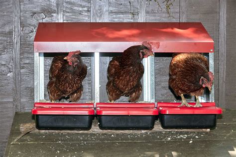 Double Galvanized Nesting Box With Plastic Basket Miller