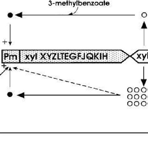 Chemical Structure Of Btex Compounds Group Download Scientific Diagram