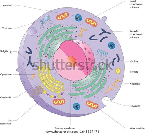 Structure Cell Cell Cross Section Structure Stock Vector Royalty Free 1645337476 Shutterstock