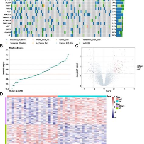 Mutated Profiling In Tcga And Differential Expression Analysis