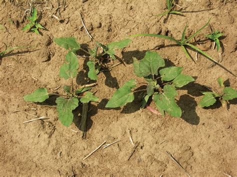 Control Of Weeds In Maize And Wheat Part 12 Cocklebur