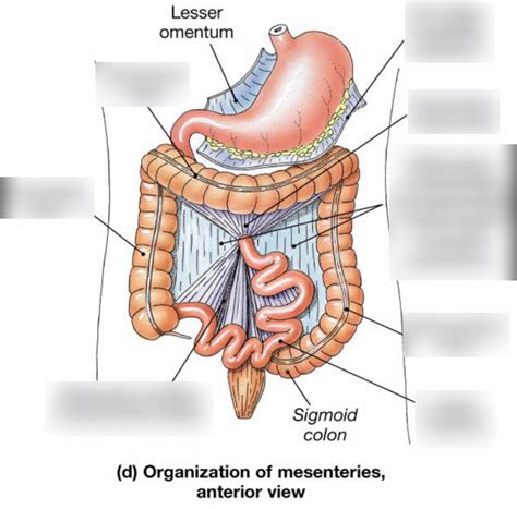 As 512 Unit 4 Mesenteries Anterior View Diagram Quizlet