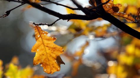 Wallpaper Leaves Macro HD Wallpapers