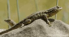 Lizard S Tenor