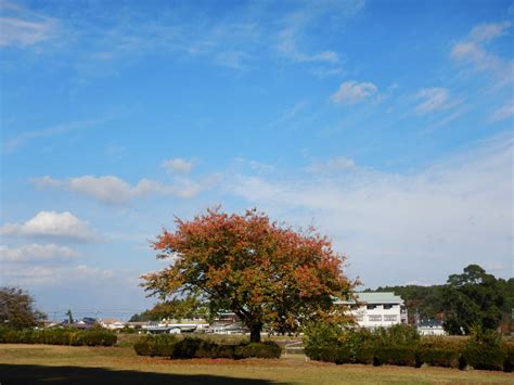 白花のユウゲショウ 山と川と花の記 楽天ブログ