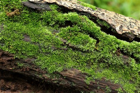 Riccardia Palmata British Bryological Society