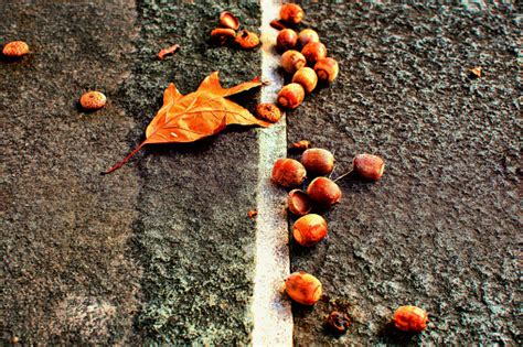 도토리와 마른 참나무 잎 한 장이 거친 콘크리트 표면에 흩어져 있었다 0명에 대한 스톡 사진 및 기타 이미지 0명 가을 거친 Istock