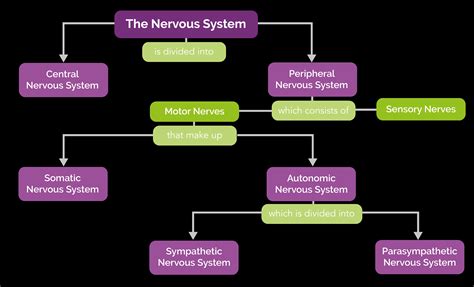 flow chart nervous system human nervous system the human nervous
