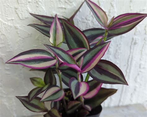 Rare Tradescantia Variegated Quadicolor Wandering Jewdude Plant 25
