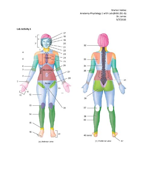 Aandp 1 Lab Exercise 2 Lab Worksheet A Overview Of Organ Systems And