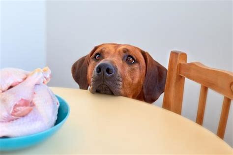 ¿es Buena La Carne Cruda Para Los Perros O No Lo Es