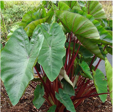 Hawaiian Punch Elephant Ear Colocasia Wellspring Gardens
