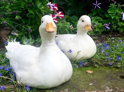 Call Duck Ducks Breed Information Omlet