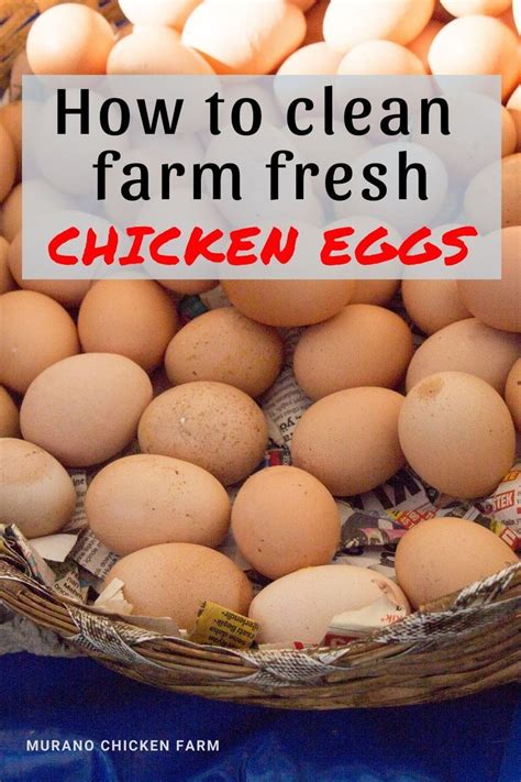 How To Clean Fresh Eggs Backyard Chickens Eggs Fresh Eggs Farm