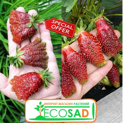 Ecosad Представляем вашему вниманию Новинку на рынке