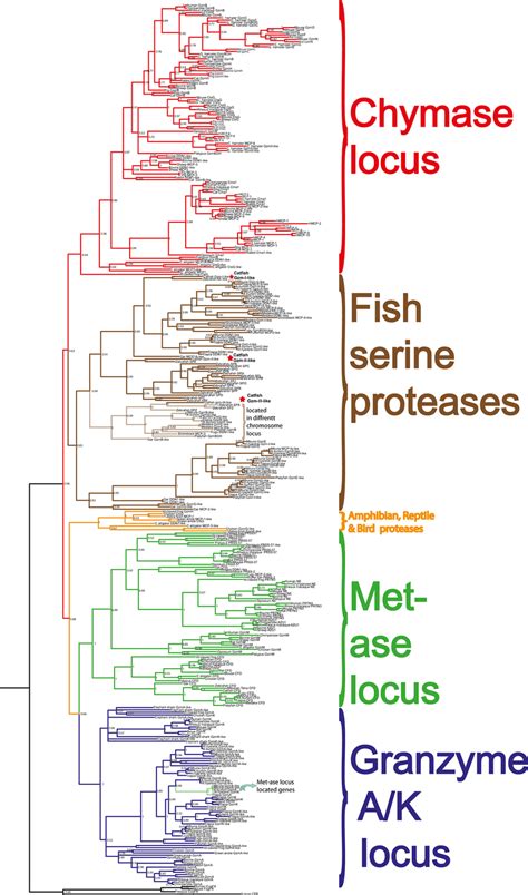 Phylogenetic Analysis Using The Mrbayes Algorithm The Original Tree