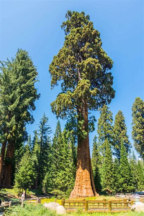 Sequoia Tree For Sale