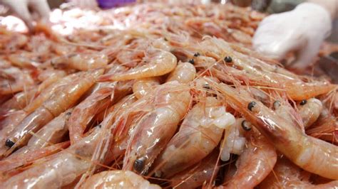 Avanti Frozen Foods Recalls Several Frozen Shrimp Products Due To