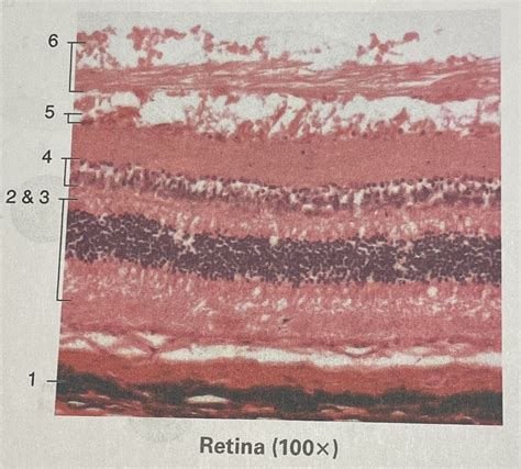 Cell Layers Of The Retina Diagram Quizlet