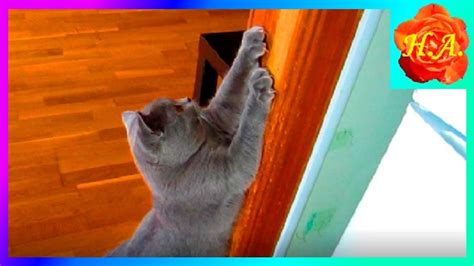 Что делает кот Шерлок когда хозяйки нет Смешные животные🐱🐈 - YouTube