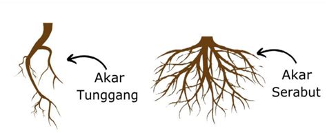 Materi Ipas Bab 7 Kelas 4 Bagian Tubuh Tumbuhan Bagian Bagian