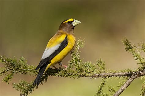 Зерноядные птицы особенности примеры и список Фото зерноядных птиц