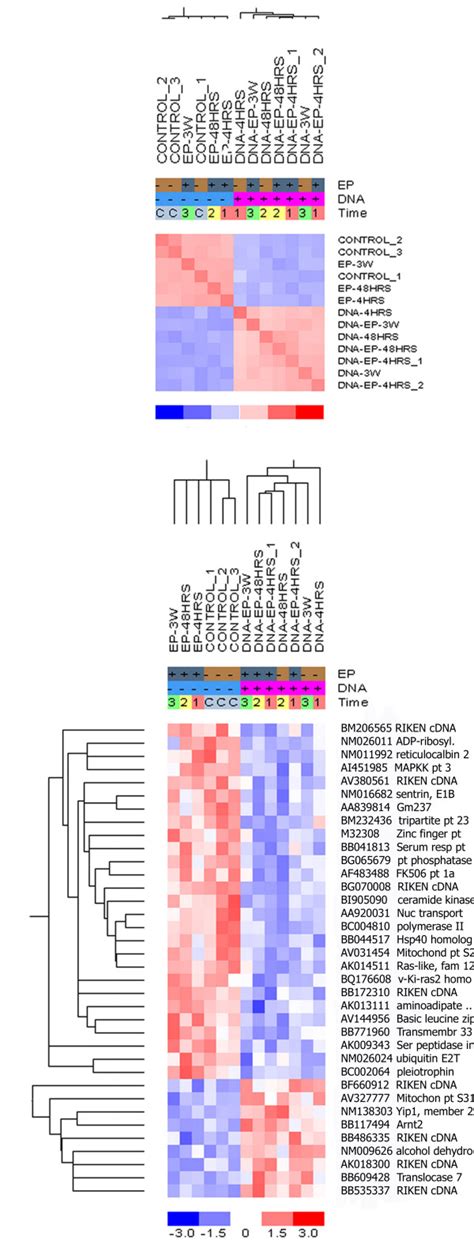 Sample Correlation Matrix And Hierarchical Cluster Analysis Of Gene