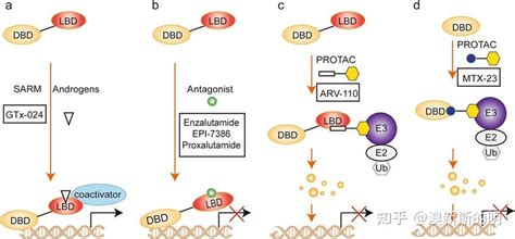 靶向“不可成药”转录因子的当前策略与进展 知乎