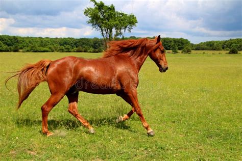 Sorrel Horse Running Stock Image Image Of Green Pasture 42982469