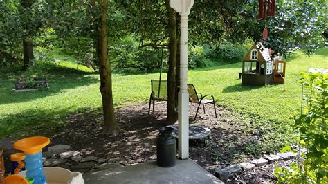 Advice For Area Under A Holly Tree R Landscaping