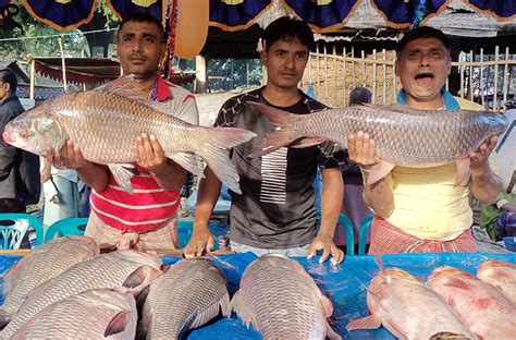 নবান্নের মাছের মেলা