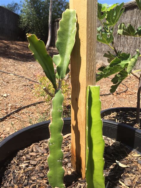 Pitaya Pearl Dragon Fruit Vine Hylocereus Undatus