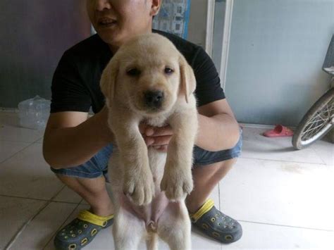 拉布拉多，母犬，五十天了 每日頭條