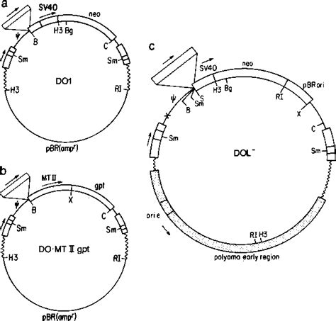 Figure 1 From Expression Of Human Class Ii Major Histocompatibility