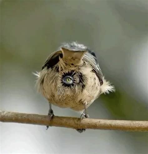 Смешные воробьи 33 фото красивые фото и картинки Pofoto Club