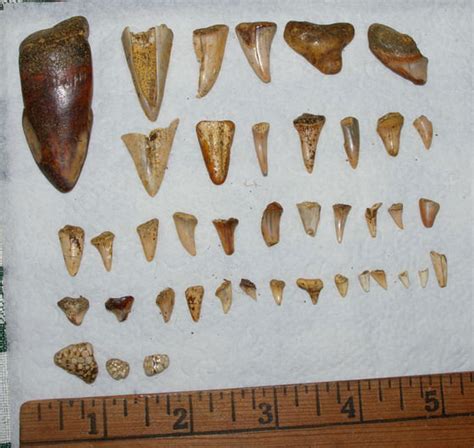 Scotts Valley Teeth Ii Member Collections The Fossil Forum