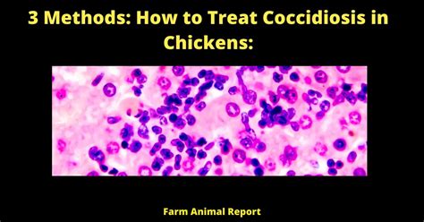 3 Methods How To Treat Coccidiosis In Chickens Effective Treatment
