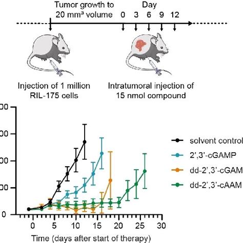 Schematic Presentation Of The In Vivo Xenograft Tumor Mouse Model And