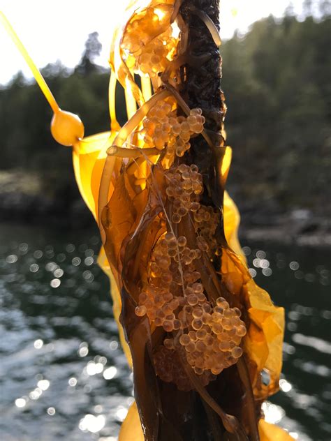 The Vital Kelp Project Led By Pacific Salmon Foundation