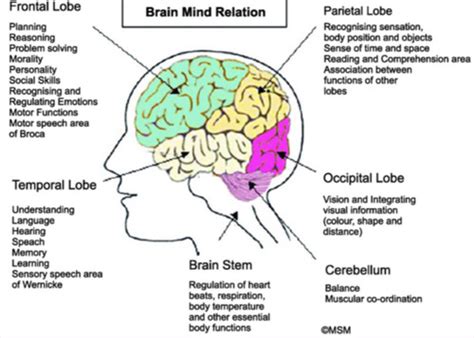 Psychology Flashcards Quizlet Psychology Flashcards Quizlet