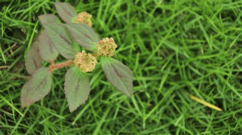 Euphorbia Hirta Benefits And Side Effects Your Gateway To Plants