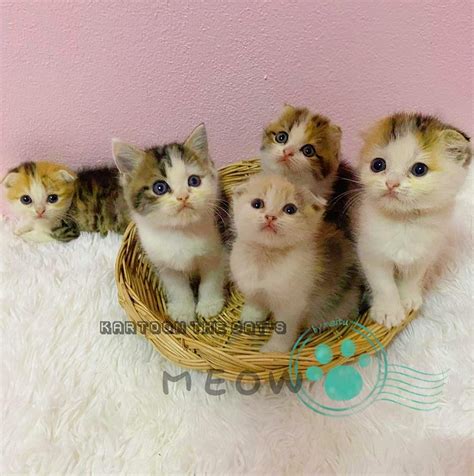 บ้านแมวการ์ตูน Amphoe Tha Muang