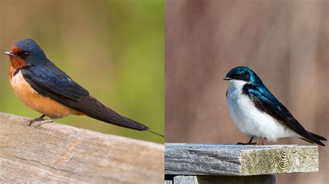 Species Spotlight Barn Swallow Ontario Farmland Trust