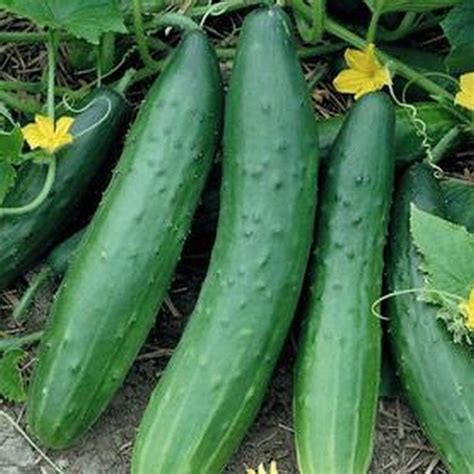 Garden Sweet F1 Hybrid Cucumber Seeds Etsy
