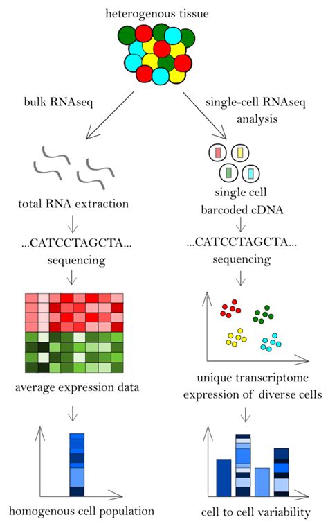 Bulk Rna Sequencing And Single Cell Rna Sequencing Workflow Download Scientific Diagram