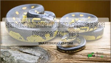Sex Ball Pythons Without Probing 5 Safe Methods That Work