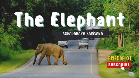 ලිංගිකව පරිනත වූ පසු රංචුවෙන් පන්නා දමන තනි අලින්ද ගම් වදින්නේ අද අපි