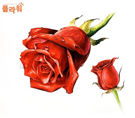 엄쌤 기초디자인 장미개체시범 꽃 장미 꽃 장미