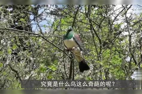 世界上最爱“喝酒”的鸟，每天都醉醺醺的，掉在地上任人捡！世界
